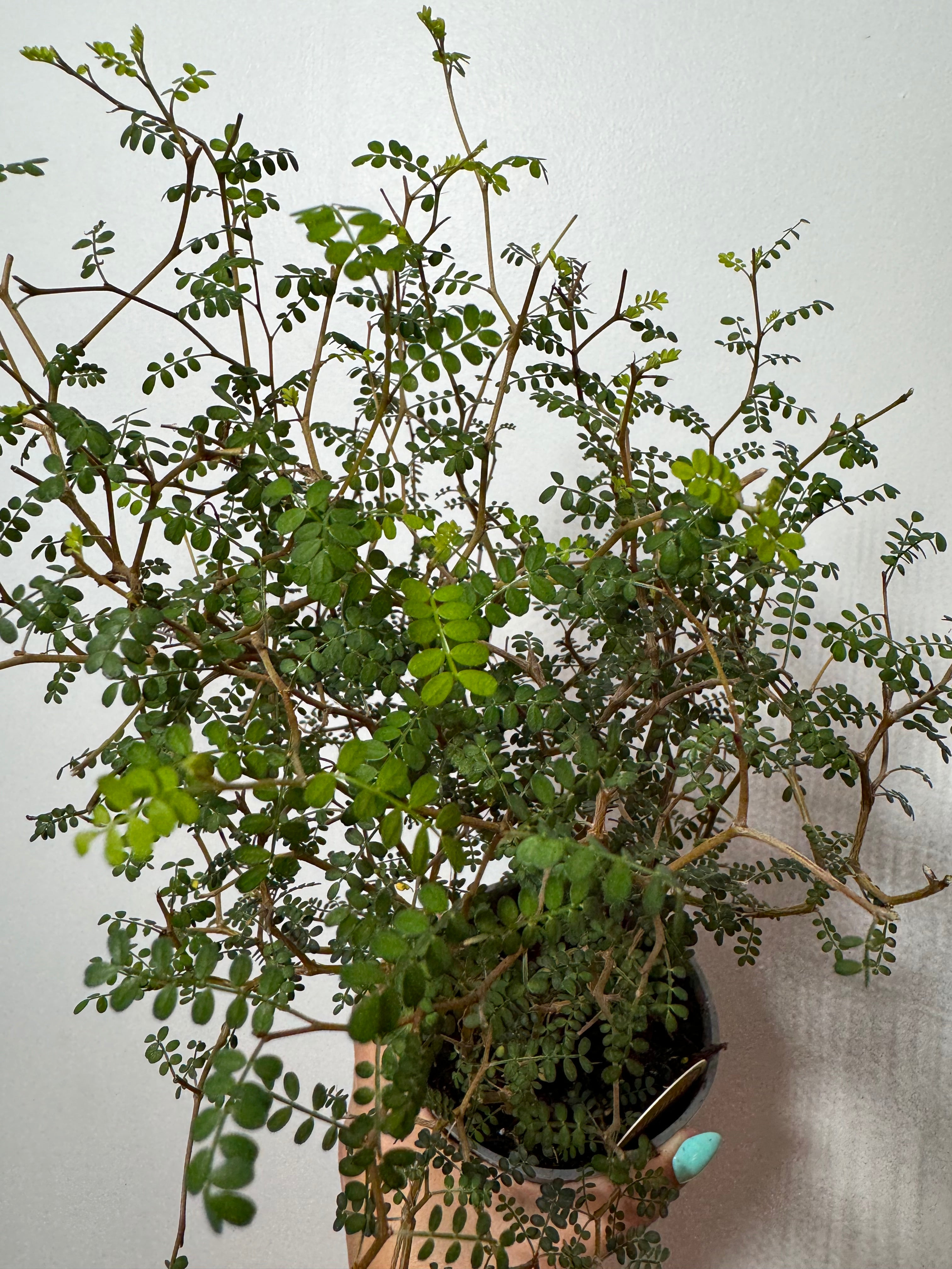 Visi telpaugi – www.augi-plants.lv