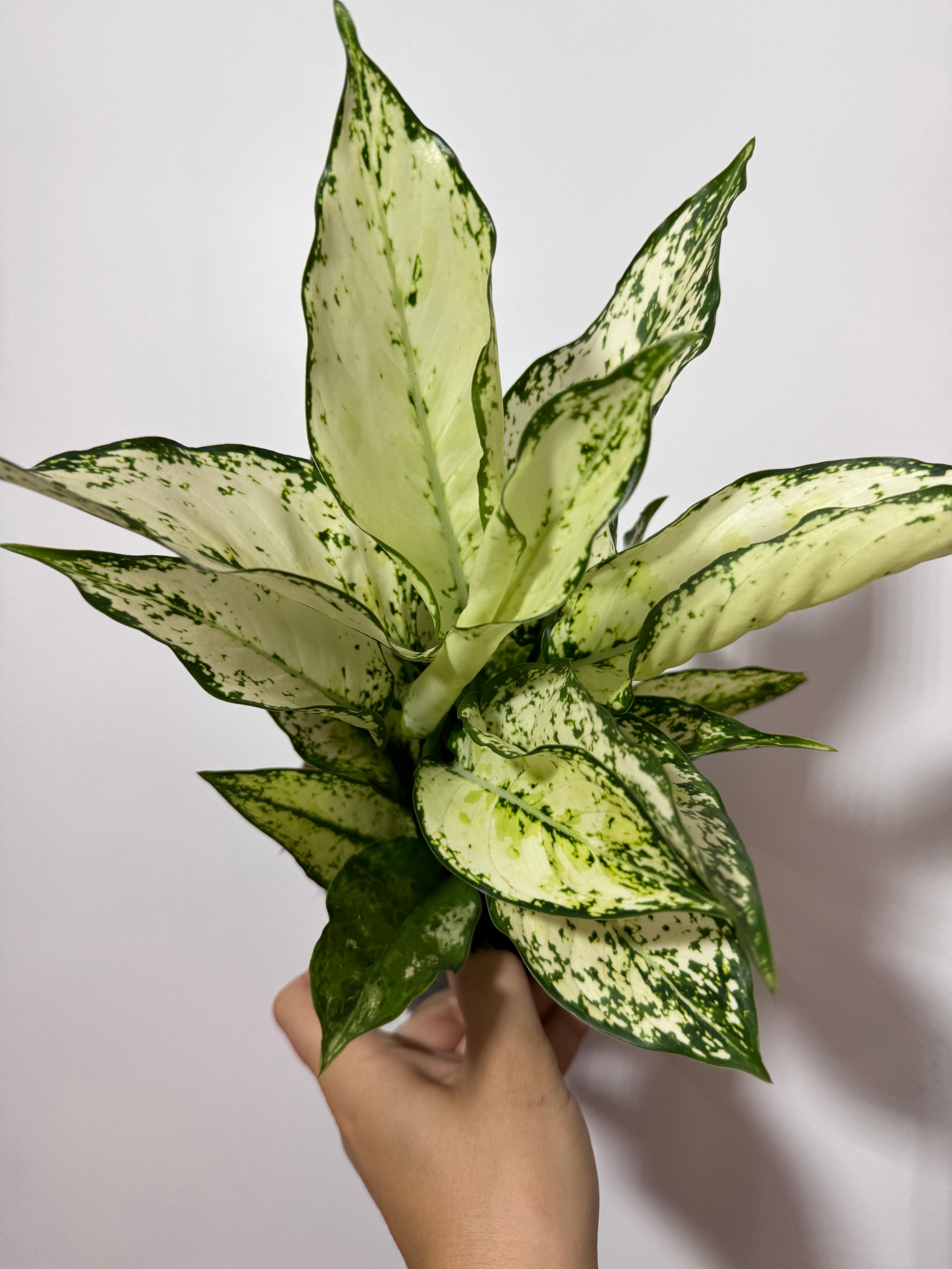 Premium Tropu Augi Jūsu Mājai Un Ofisam – Augi-Plants