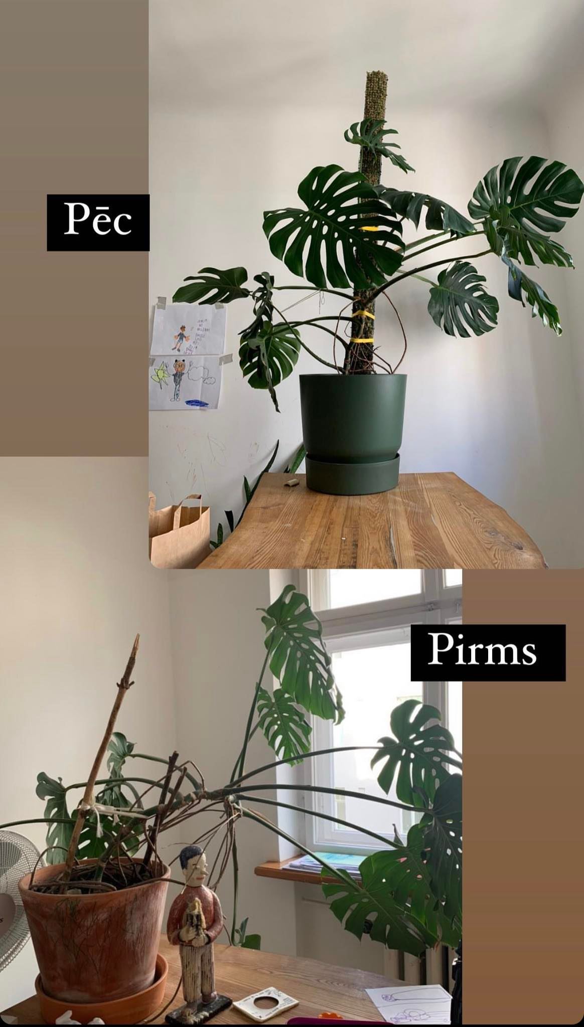 Telpaugu pārstādīšana – www.augi-plants.lv