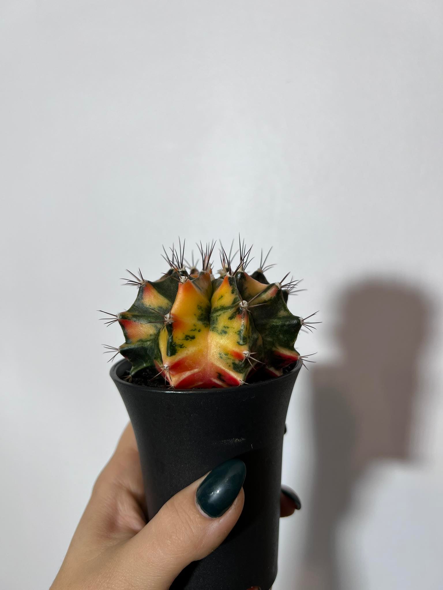 Ziedošie telpaugi – Augi-Plants