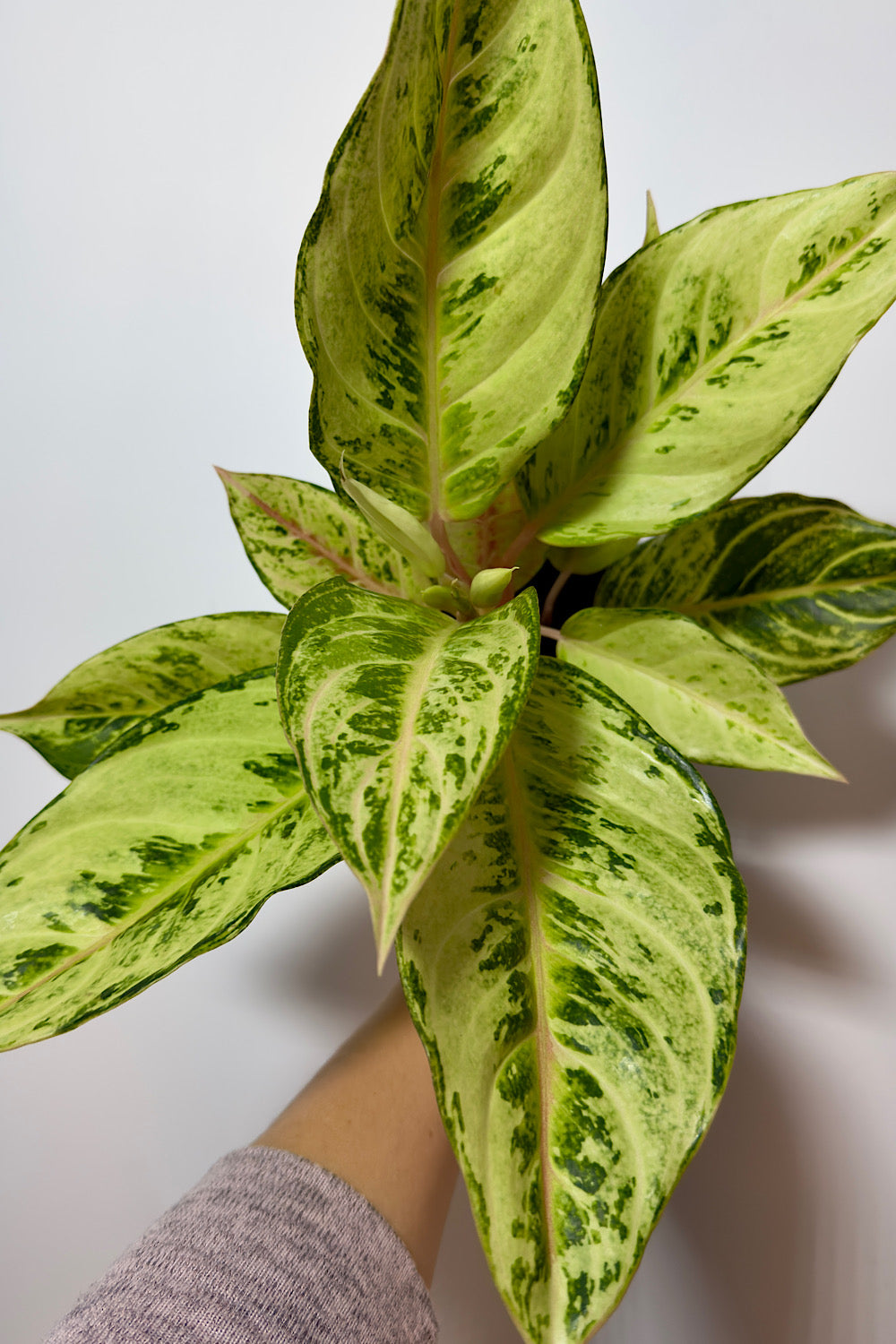 Aglaonema 10 – www.augi-plants.lv