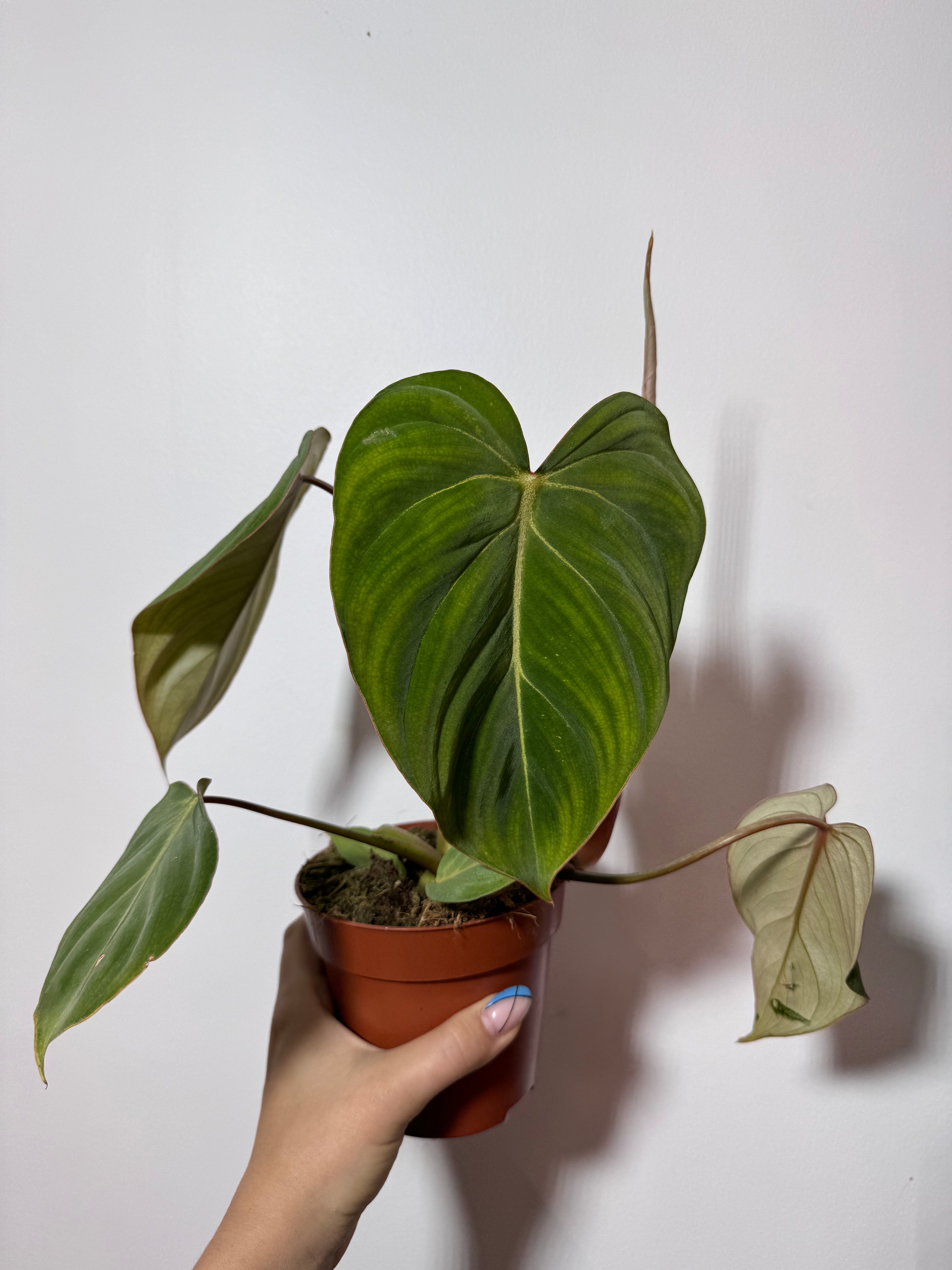 Premium Tropu Augi Jūsu Mājai Un Ofisam – Augi-Plants