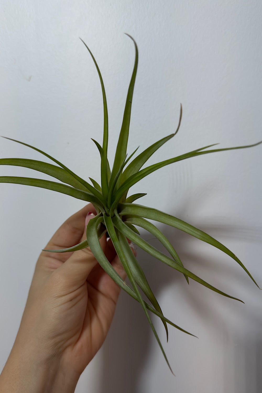 Gaisa augs Tillandsia Air plant 5 – www.augi-plants.lv