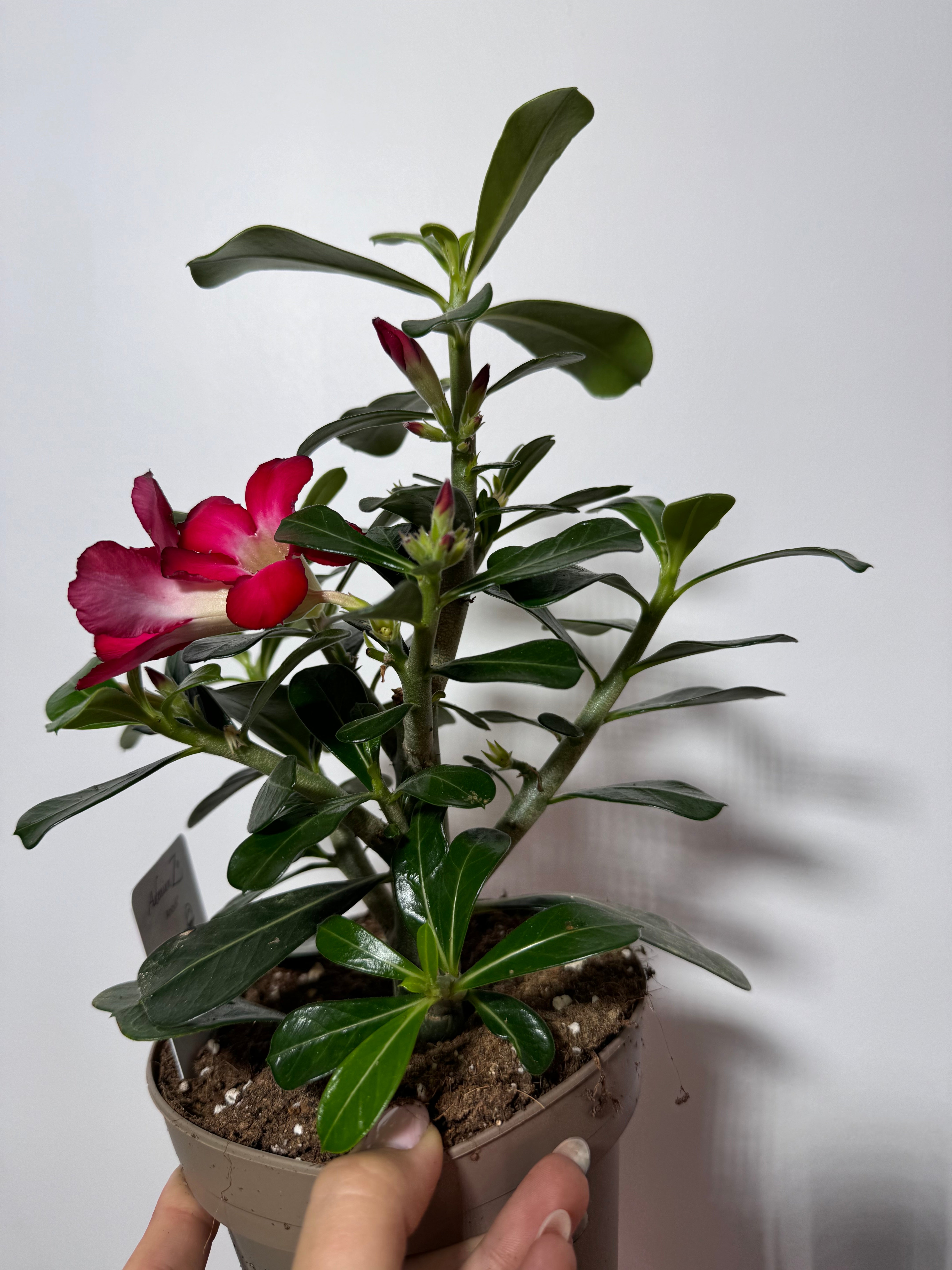 Premium Tropu Augi Jūsu Mājai Un Ofisam – www.augi-plants.lv