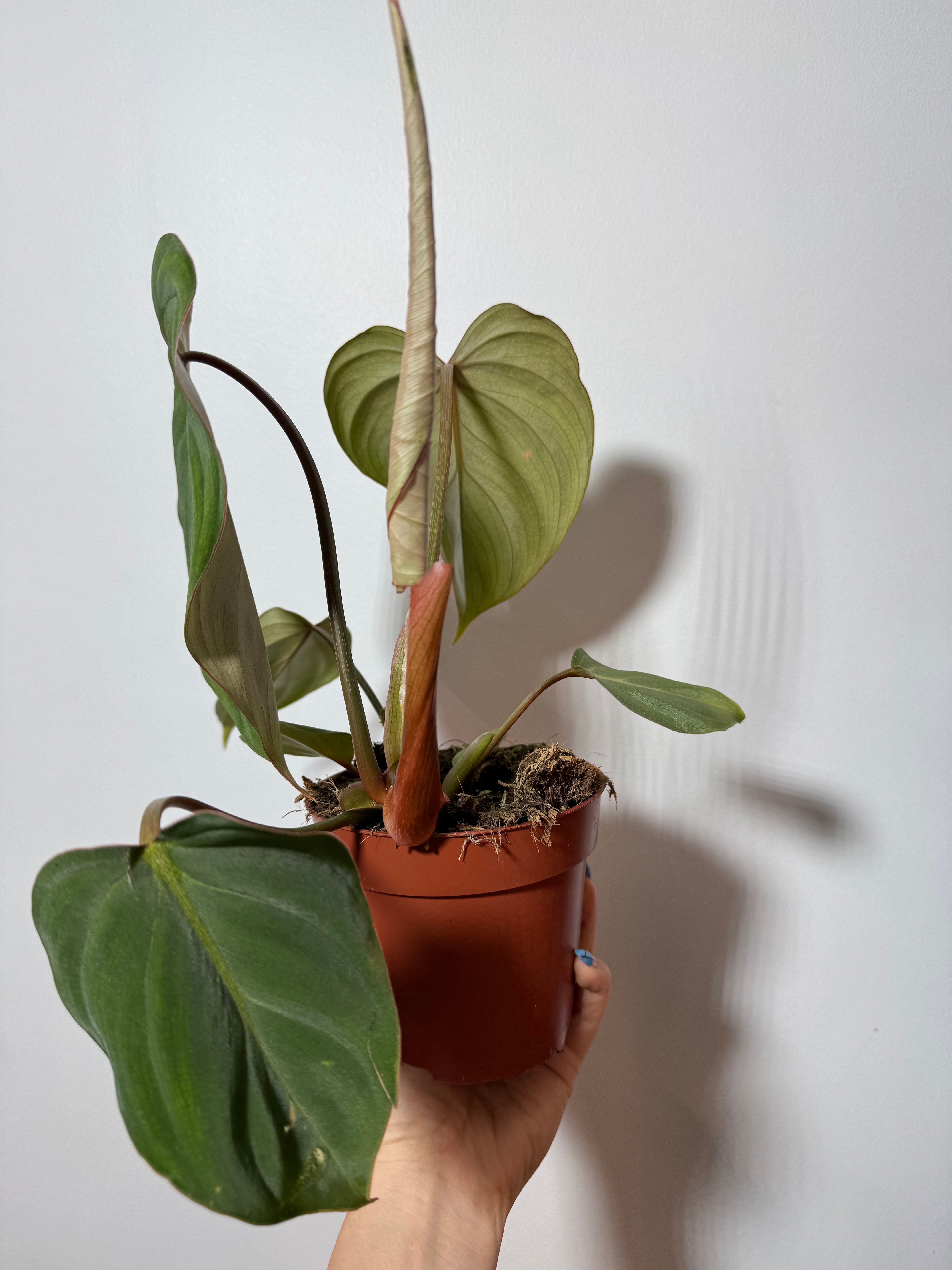 Premium Tropu Augi Jūsu Mājai Un Ofisam – Augi-Plants