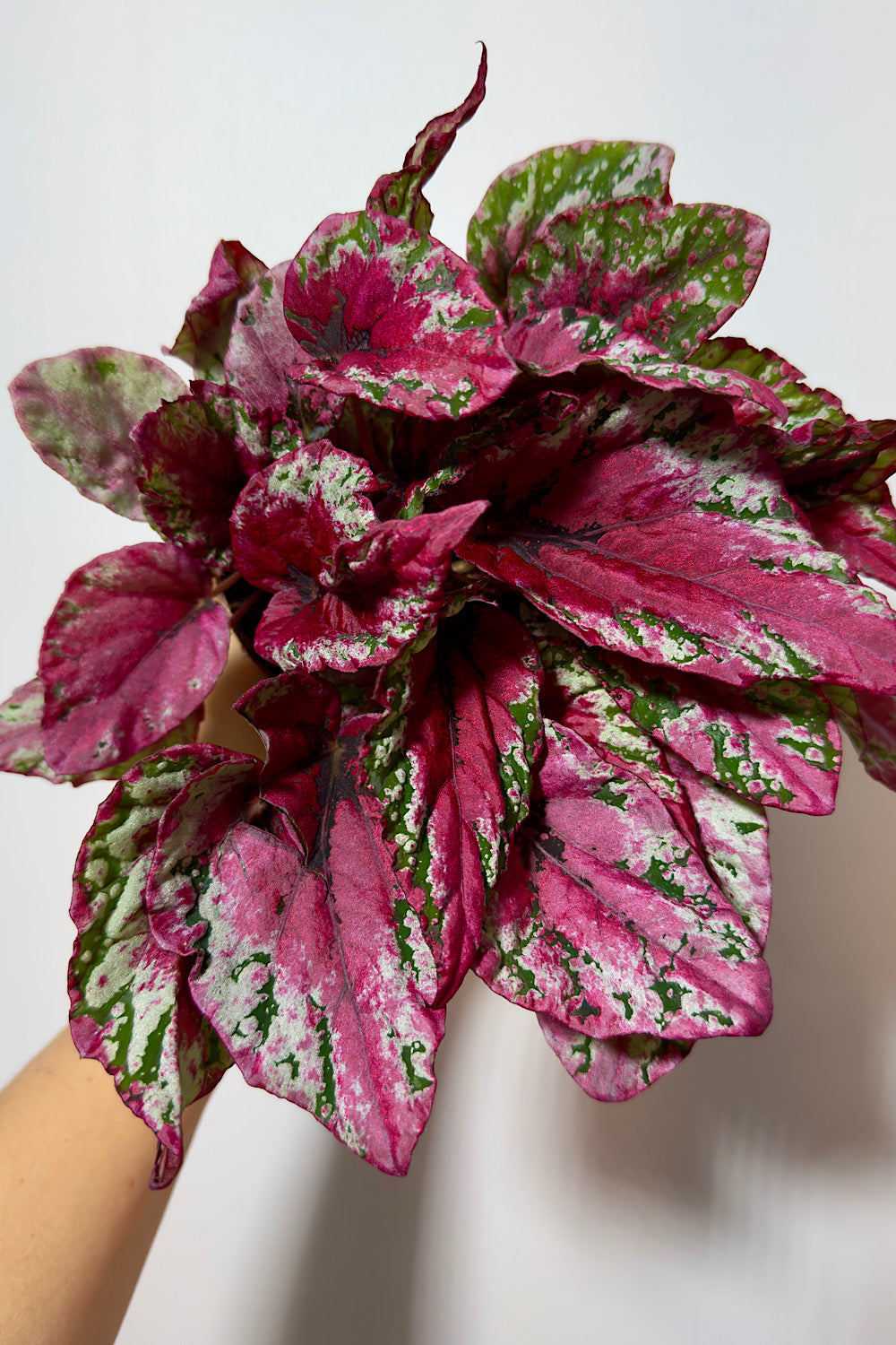 Begonia Beleaf 1 – www.augi-plants.lv