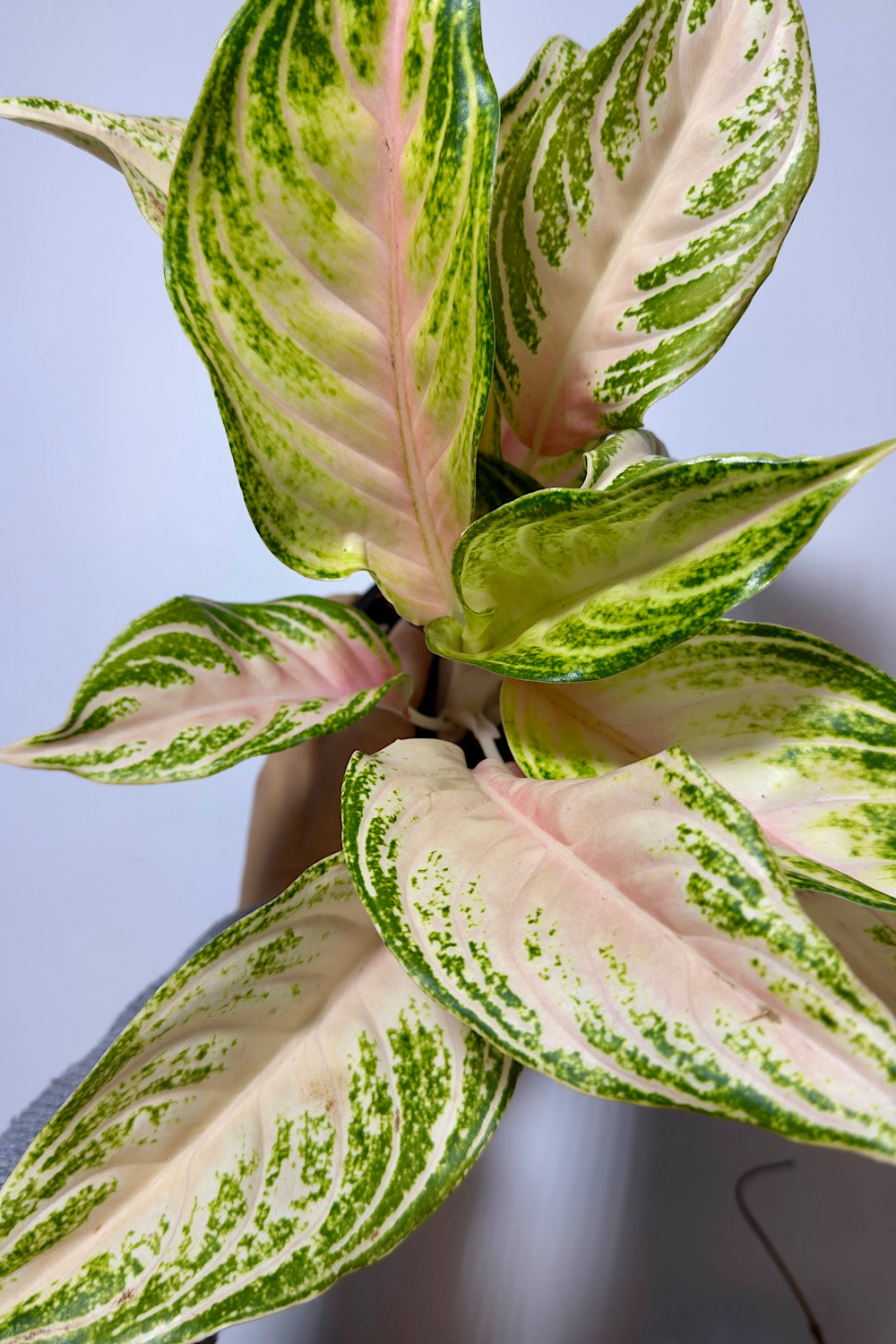 Aglaonema 1 – www.augi-plants.lv