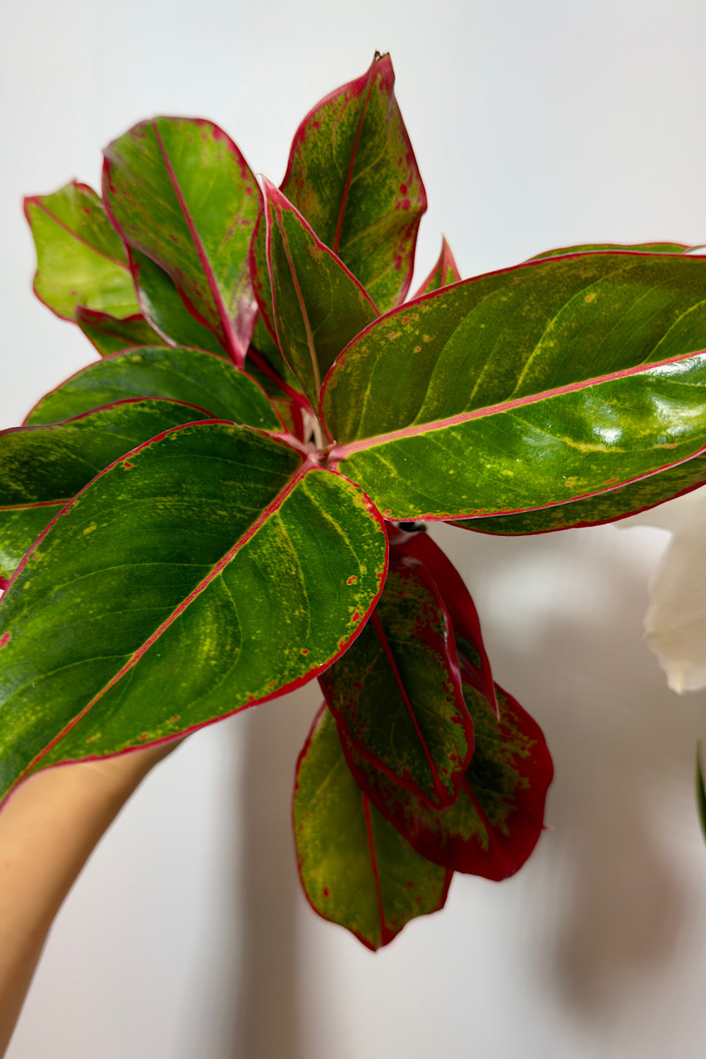 Aglaonema 9 – www.augi-plants.lv