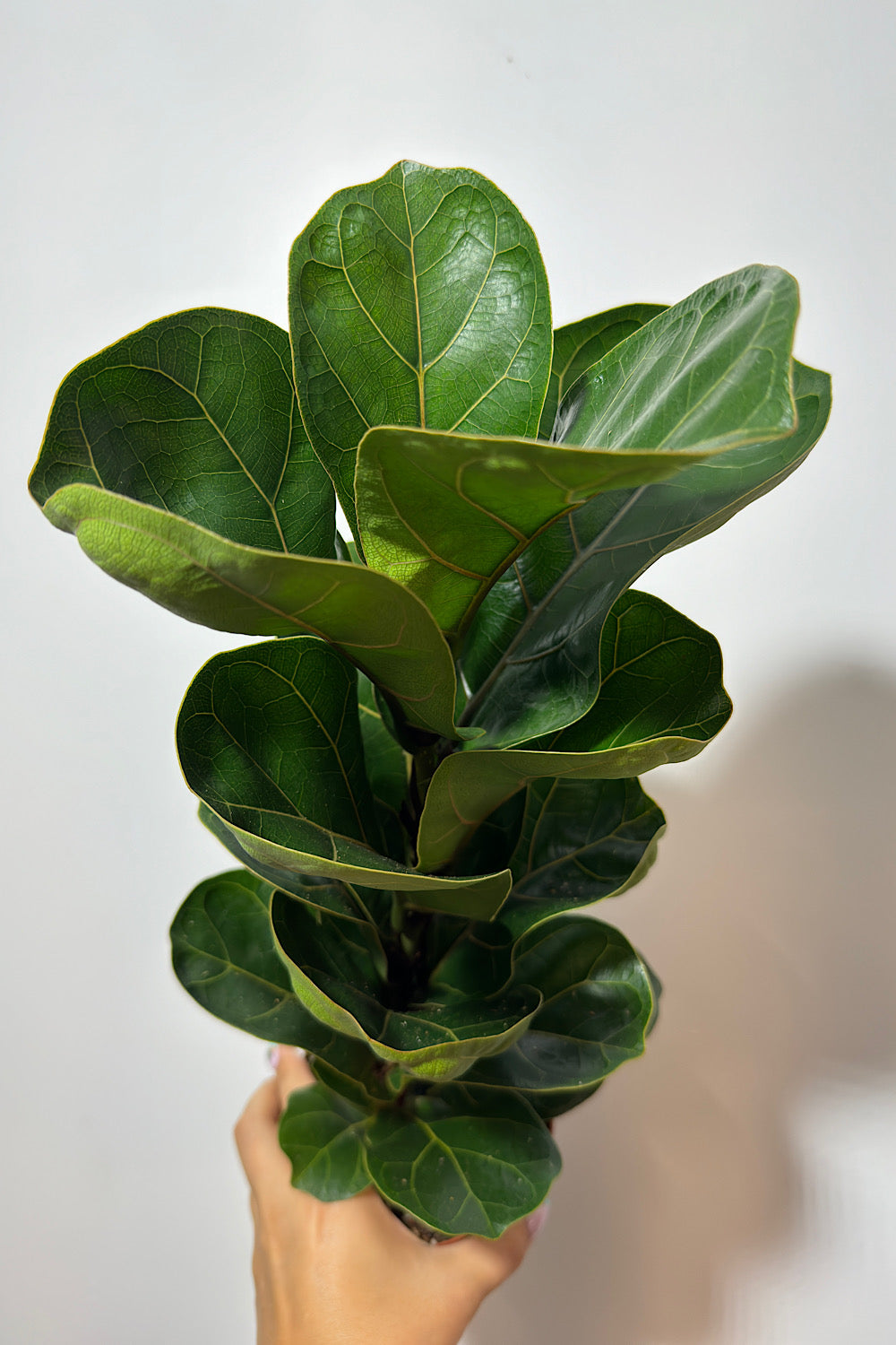 Premium Tropu Augi Jūsu Mājai Un Ofisam – www.augi-plants.lv