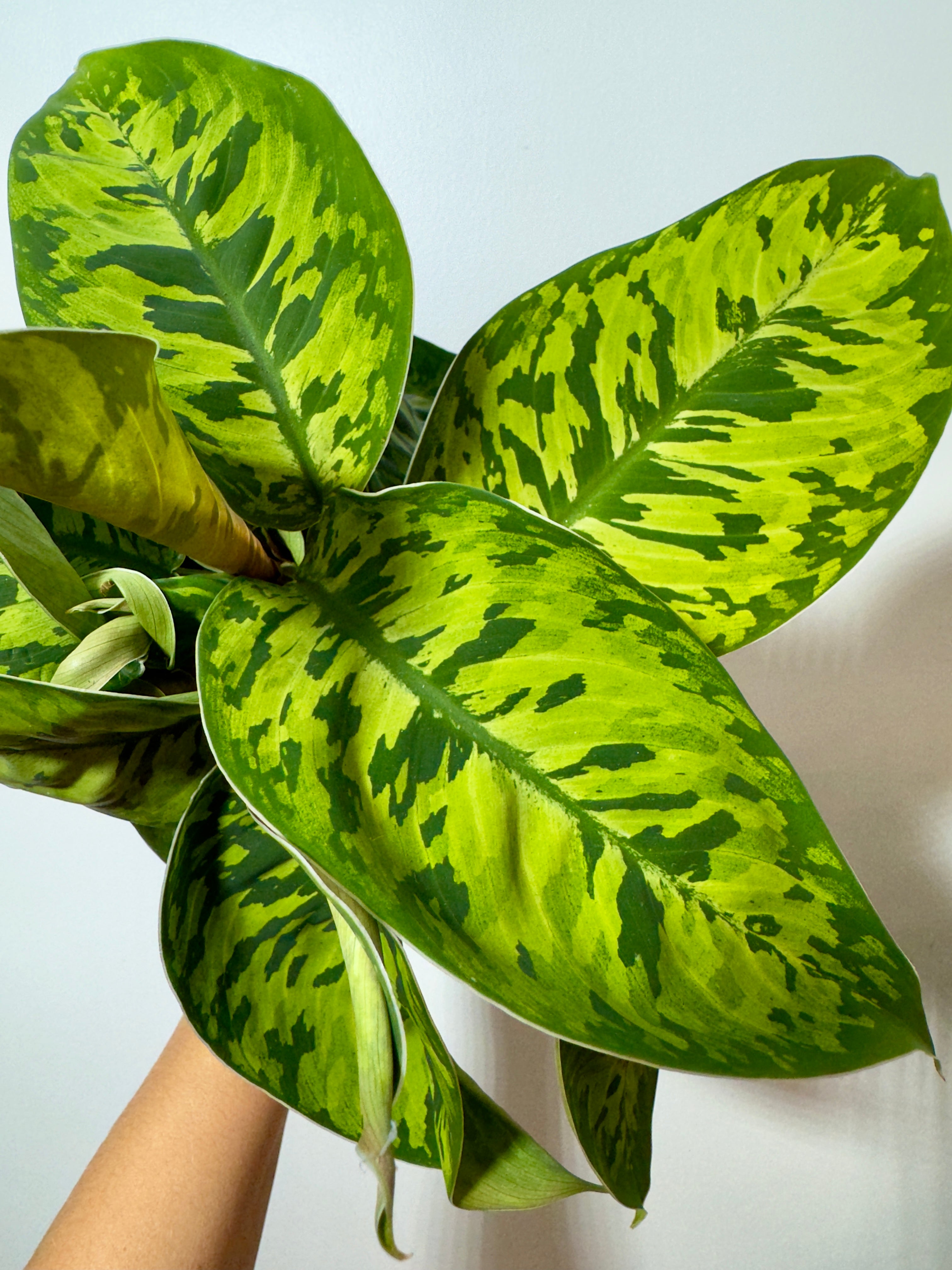 Homalomena Camouflage – www.augi-plants.lv
