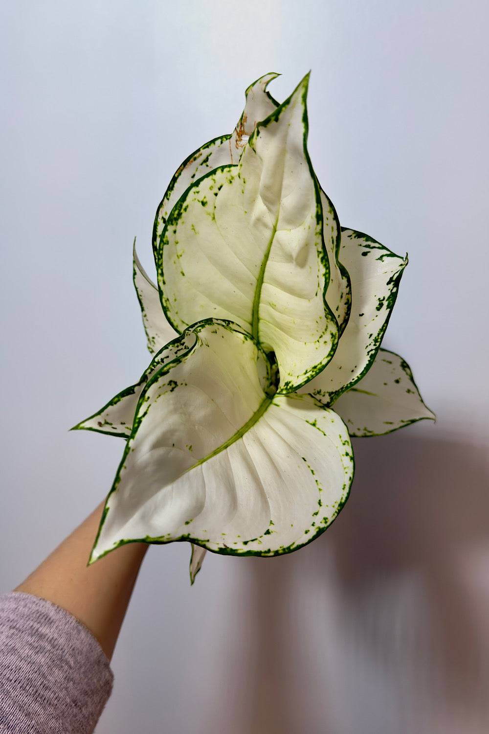 Aglaonema 15 – www.augi-plants.lv