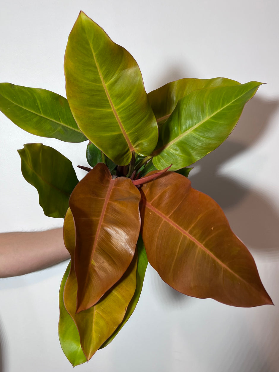 Premium Tropu Augi Jūsu Mājai Un Ofisam – Augi-Plants