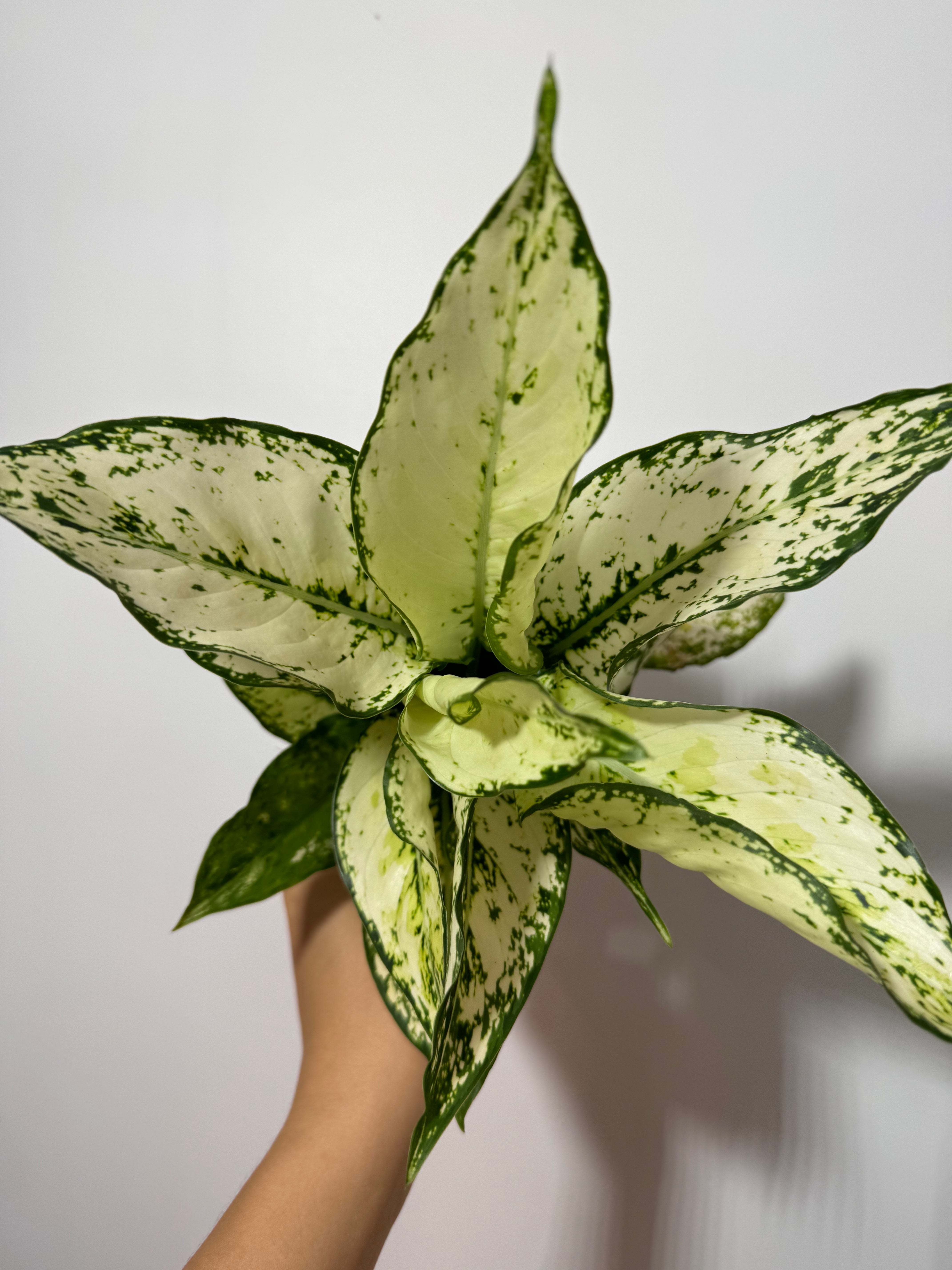 Premium Tropu Augi Jūsu Mājai Un Ofisam – Augi-Plants