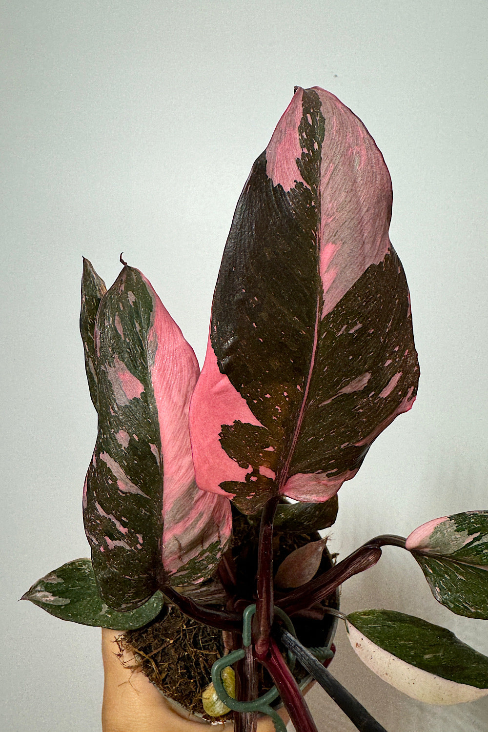Philodendron Pink Princess Marble large – www.augi-plants.lv