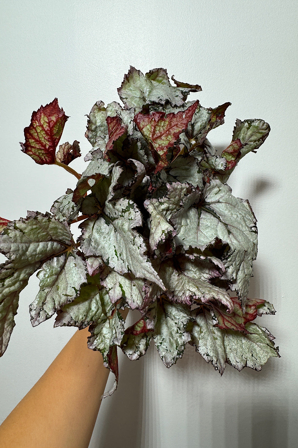 Begonia Beleaf 3 – www.augi-plants.lv