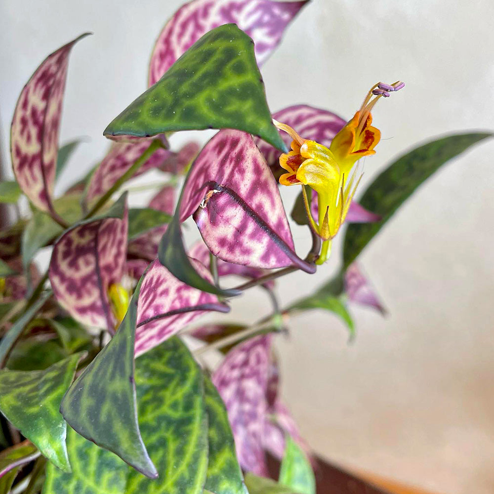 Aeschynanthus Marmoratus – www.augi-plants.lv