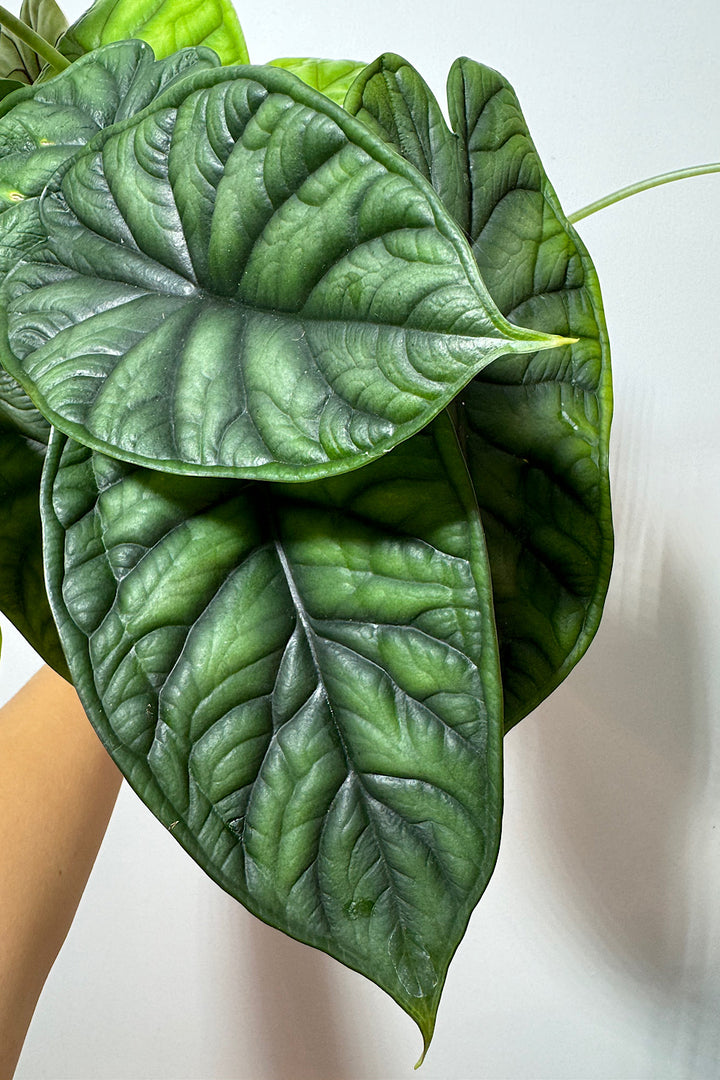 Premium Tropu Augi Jūsu Mājai Un Ofisam – www.augi-plants.lv
