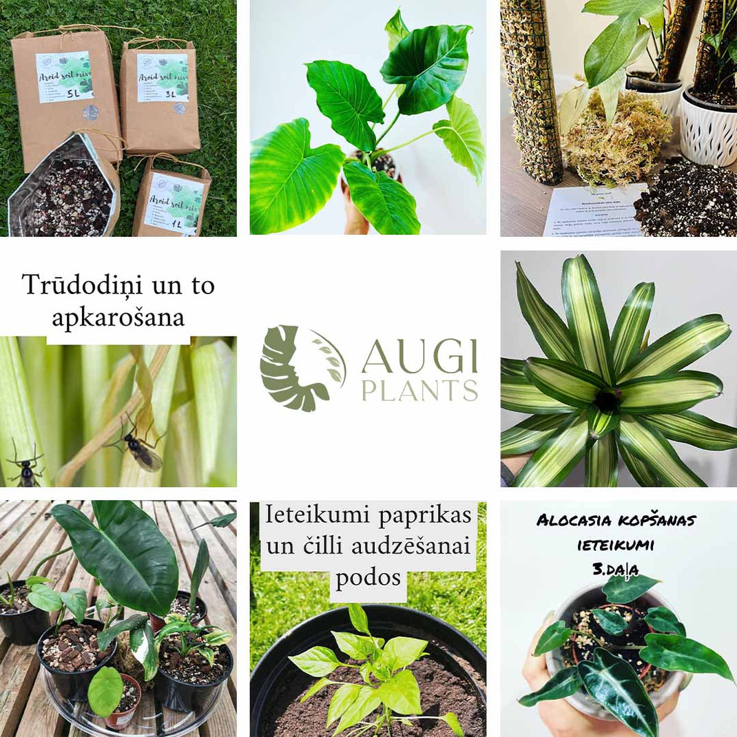 Premium Tropu Augi Jūsu Mājai Un Ofisam – Augi-Plants