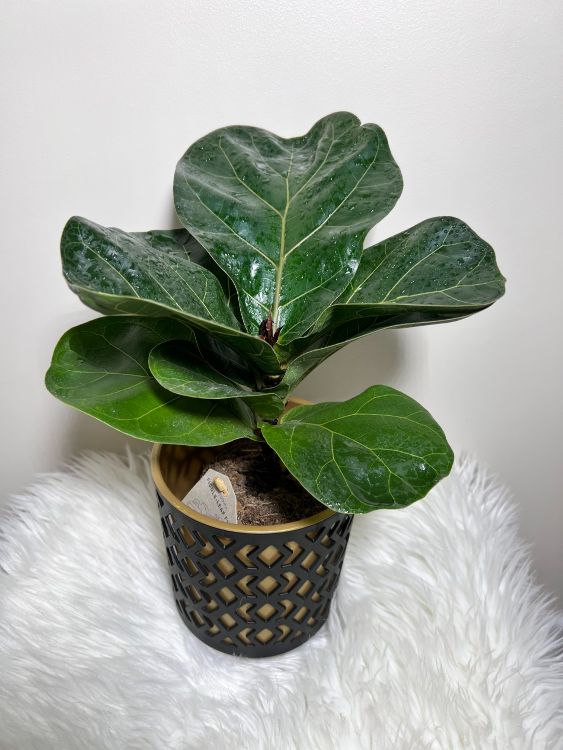 Premium Tropu Augi Jūsu Mājai Un Ofisam – Augi-Plants